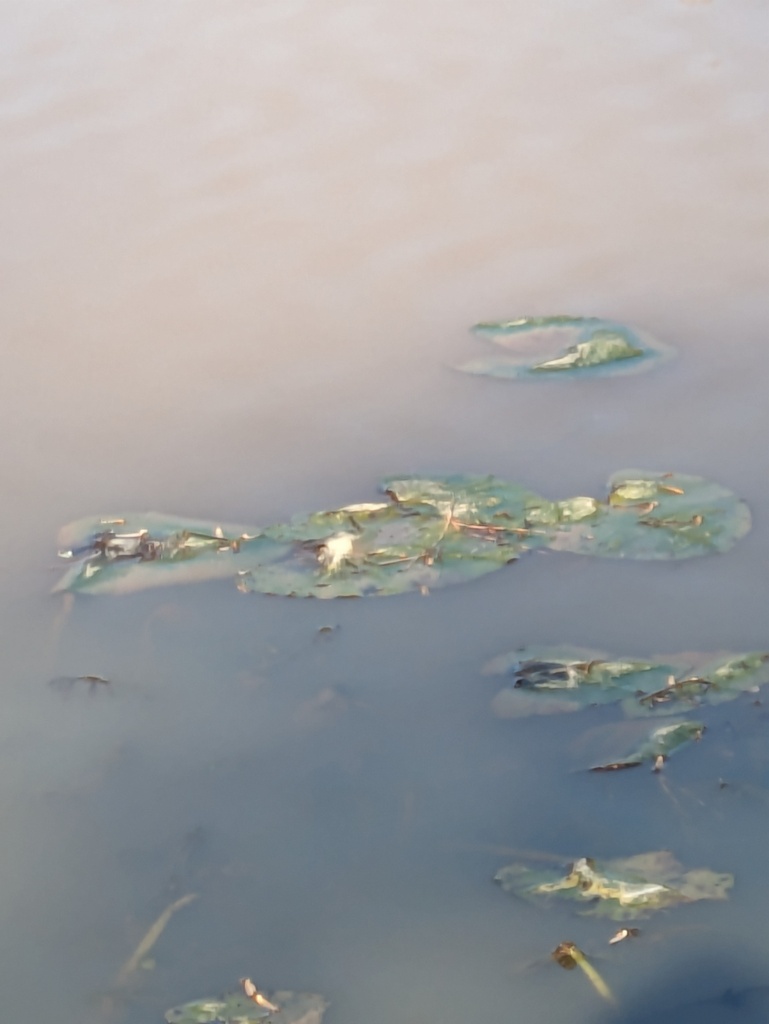 yellow pond-lilies from Bur-Mil Park, 5834 Bur-Mill Club Rd, Greensboro ...