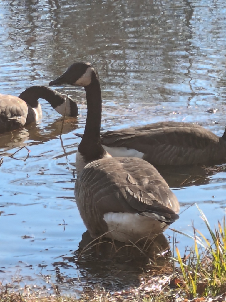 Canada Goose from Bur-Mil Park, 5834 Bur-Mill Club Rd, Greensboro, NC ...