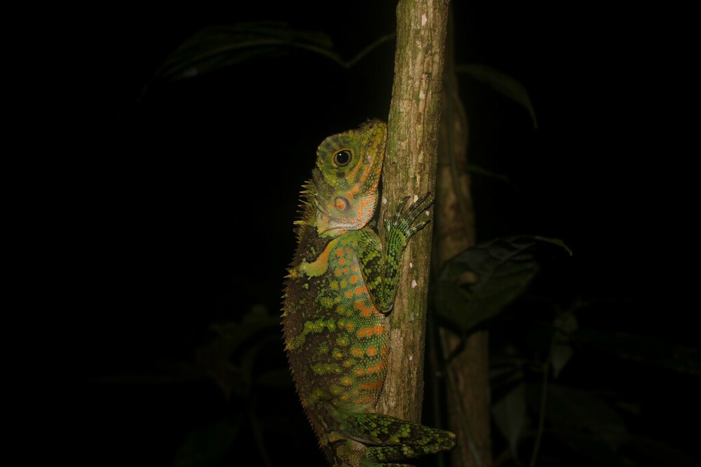 Mindoro Forest Dragon from Butig, Lanao del Sur, Philippines on October ...