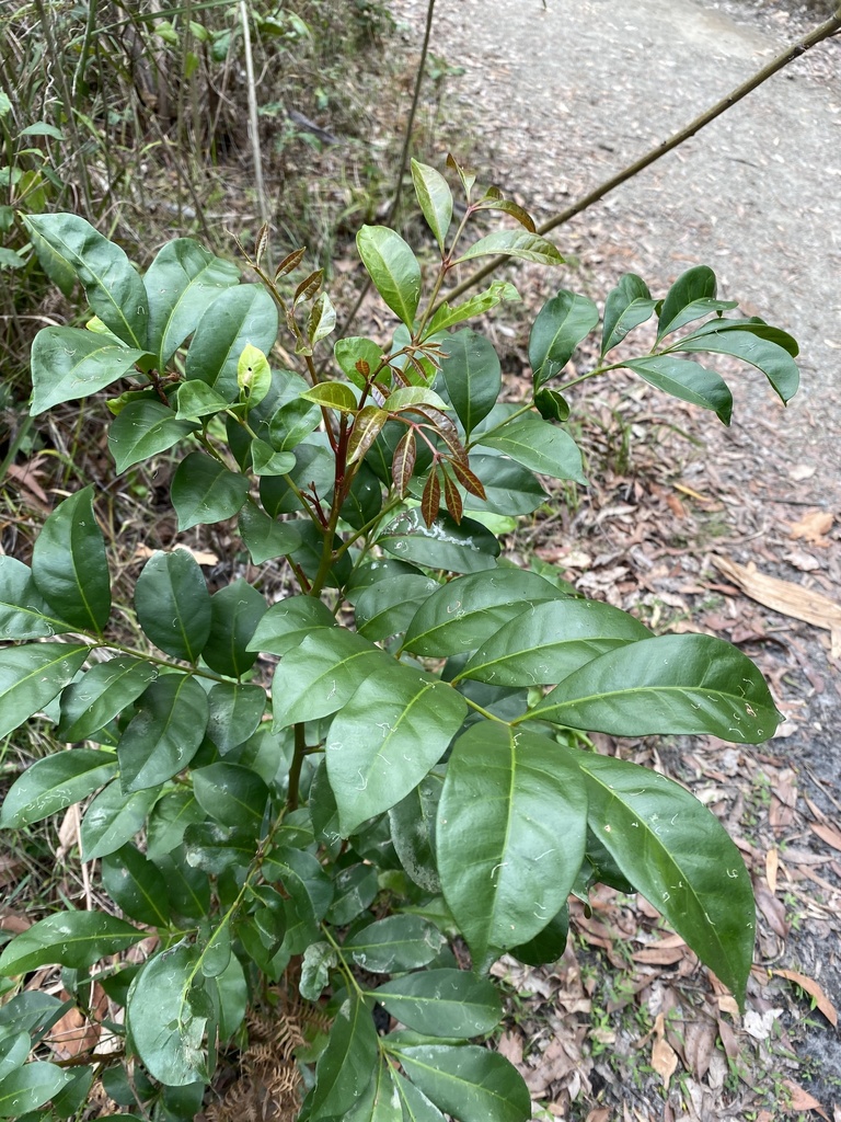 scentless rosewood from Meroo National Park, Termeil, NSW, AU on ...