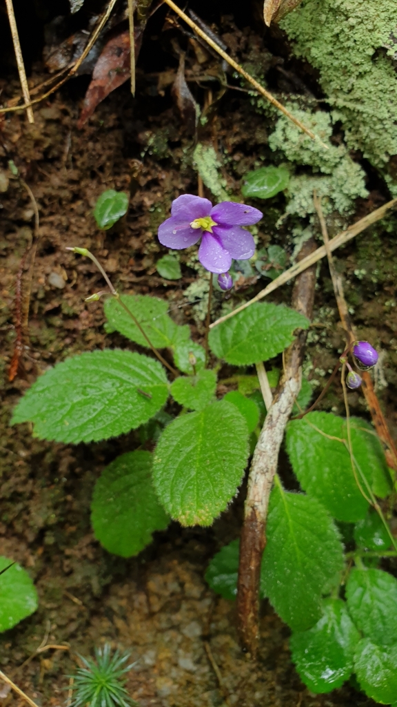 Rock Violet from Upper Barron QLD 4883, Australien on January 15, 2024 ...