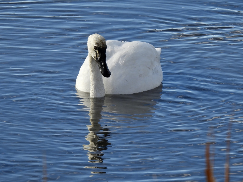 Tundra Swan from Washoe County, NV, USA on January 14, 2024 at 09:03 AM ...