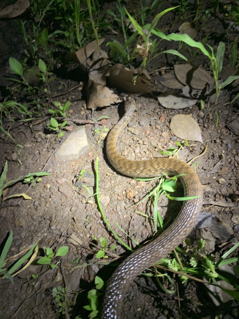 Common keelback from Tristania Rd, Chapel Hill, QLD, AU on January 13 ...