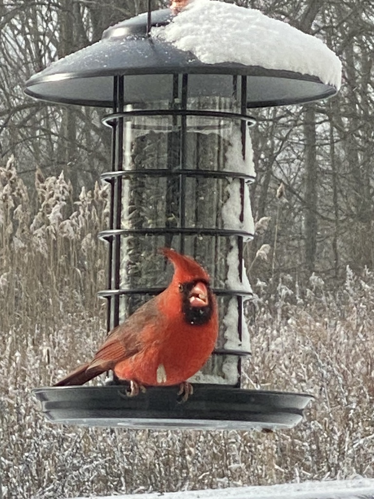 Northern Cardinal from Webster, NY, US on January 14, 2024 at 11:27 AM ...