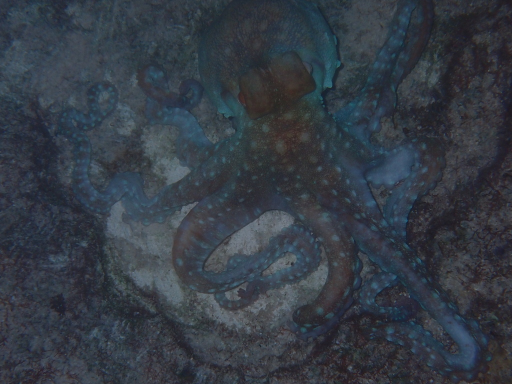Atlantic White-spotted Octopus from North Atlantic Ocean, Bermuda, BM ...
