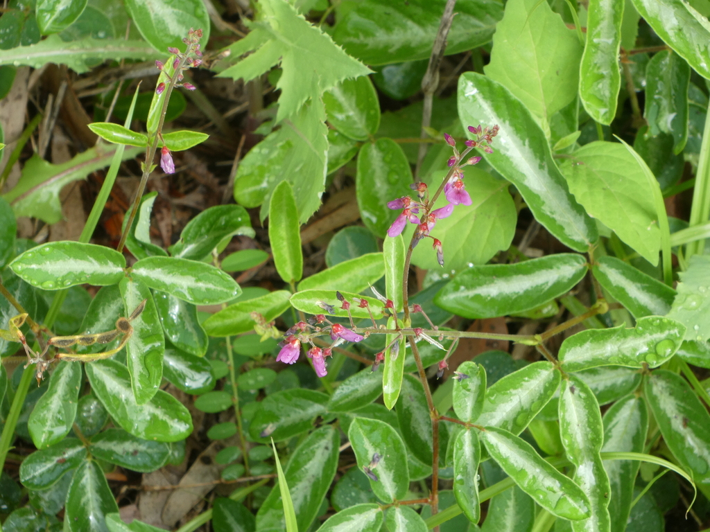 creeping beggarweed from Brisbane QLD, Australia on January 15, 2024 at ...