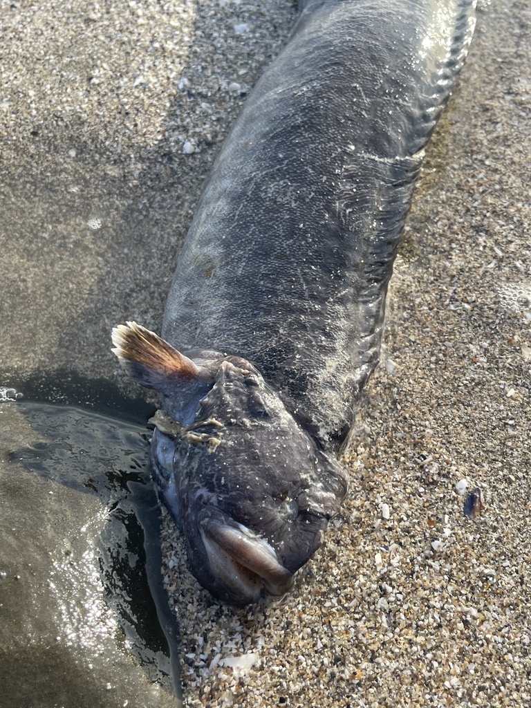 Monkey-faced Prickleback from North Pacific Ocean, CA, US on January 14 ...