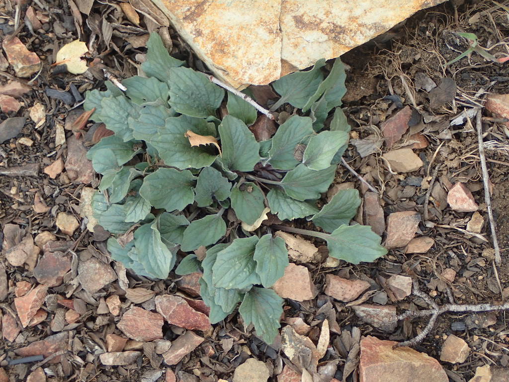 Goosefoot violet from Orange, Cleveland National Forest, California ...