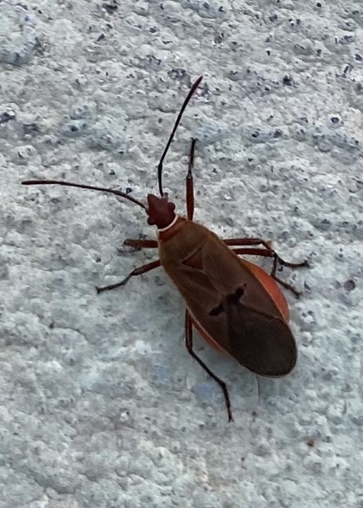 Dysdercus mimulus from Calle 14, Mérida, Yuc., MX on January 14, 2024 ...