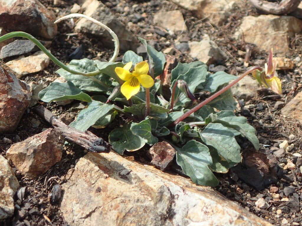 Oakwoods Violet from Orange, Cleveland National Forest, California ...