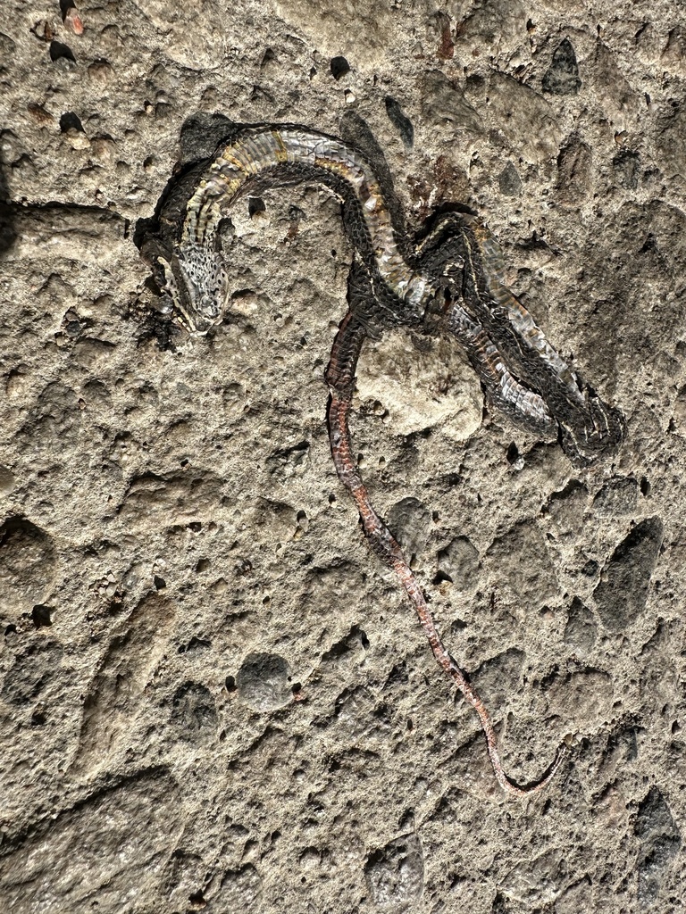 Striped Racer from W Mulholland Hwy, Los Angeles, CA, US on January 14 ...