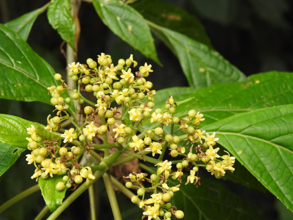 Native Hydrangea from Julatten QLD 4871, Australia on January 4, 2024 ...