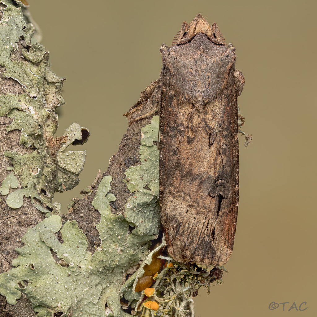 Ipsilon Dart Moth from Long Canyon, Austin, TX 78730, USA on January 13 ...