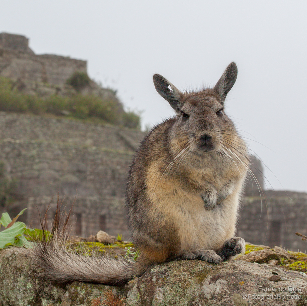 Chinchillas and Viscachas (Chinchillidae) - Know Your Mammals