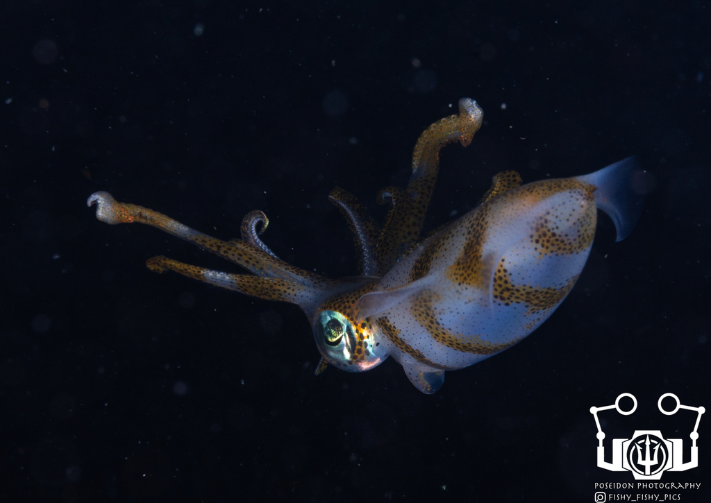 Bigfin Reef Squid from Zamboanguita, Negros Oriental, Philippines on ...