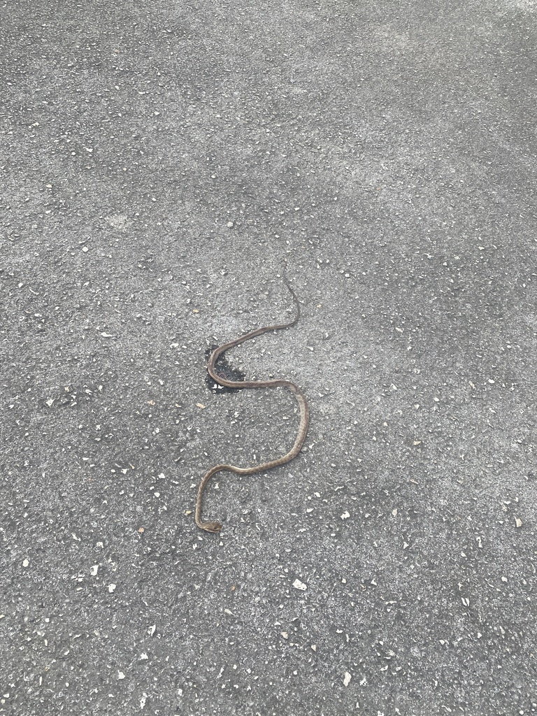 Brown Tree Snake from University of Guam - UOG , Mangilao, Guam, US on ...