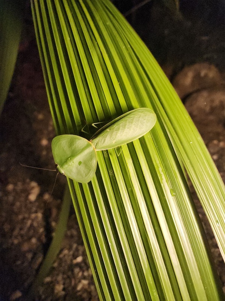 Peruvian Shield Mantis from Calle Uvita, Osa, Puntarenas, CR on January ...