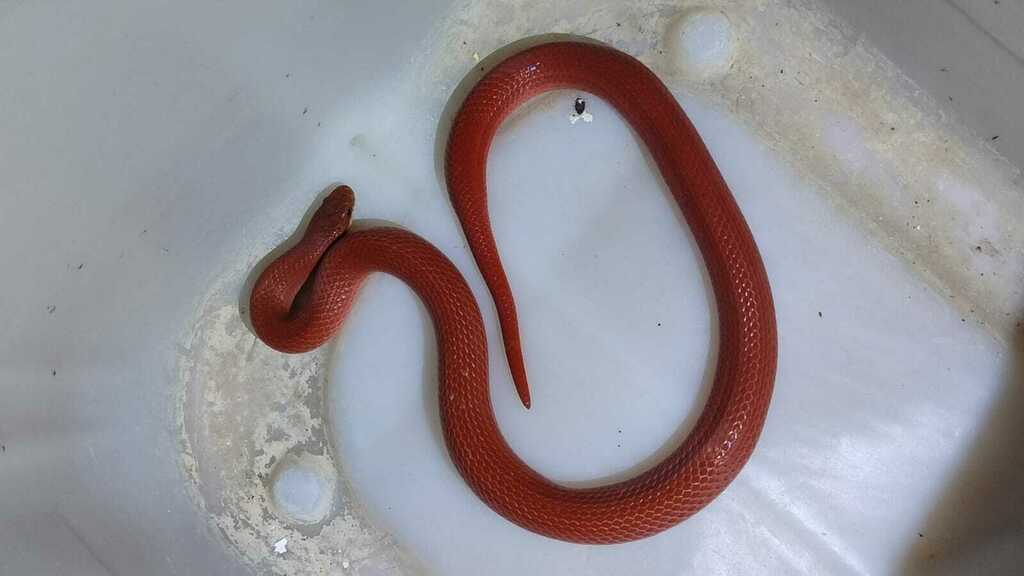 Blood Snake from Othón P. Blanco, Q.R., México on January 13, 2024 at ...