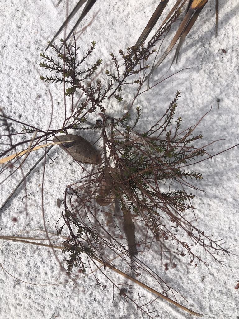 Deckert's pinweed from Frostproof, FL, US on January 13, 2024 at 11:53 ...