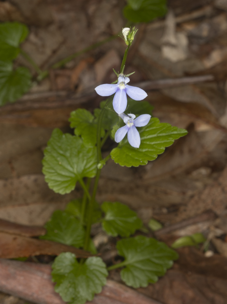 forest lobelia from Bundagen NSW 2454, Australia on January 14, 2024 at 10:24 PM by quinkin ...