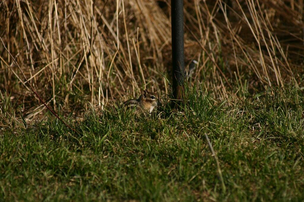 Eastern Chipmunk from Chippewa County, MI, USA on May 1, 2021 at 04:17 ...