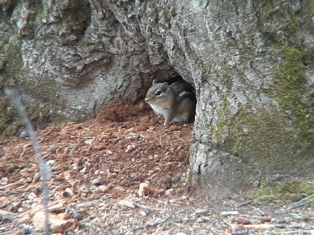 Eastern Chipmunk from Harvey, MI 49855, USA on May 1, 2021 at 11:52 AM ...