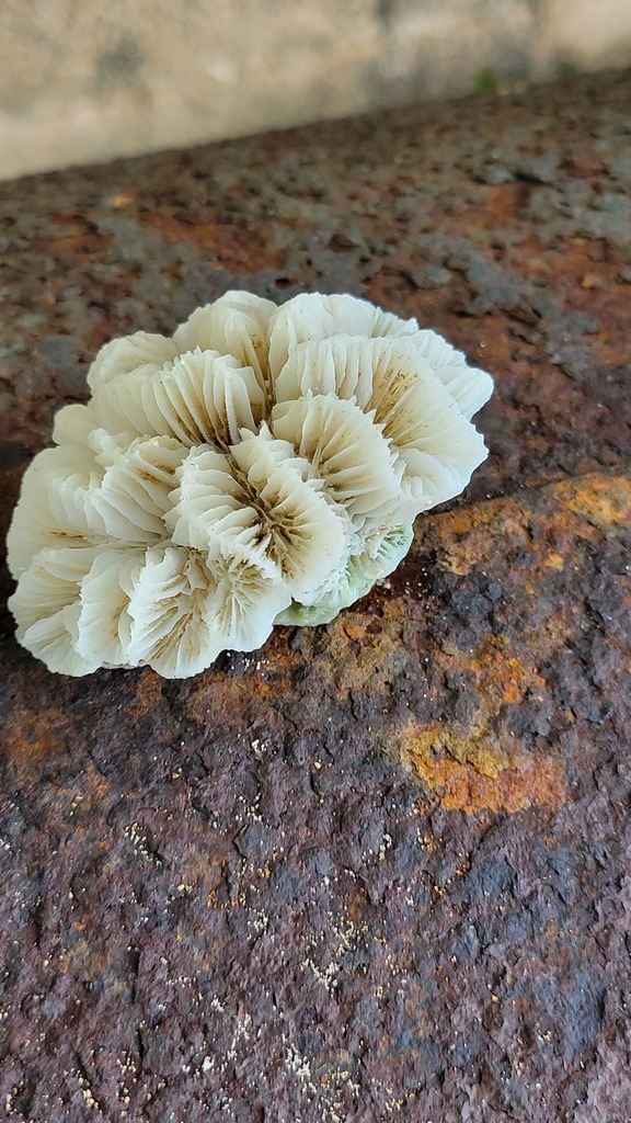Maze Coral from Trelawny Parish, Jamaica on January 1, 2024 at 03:29 PM ...