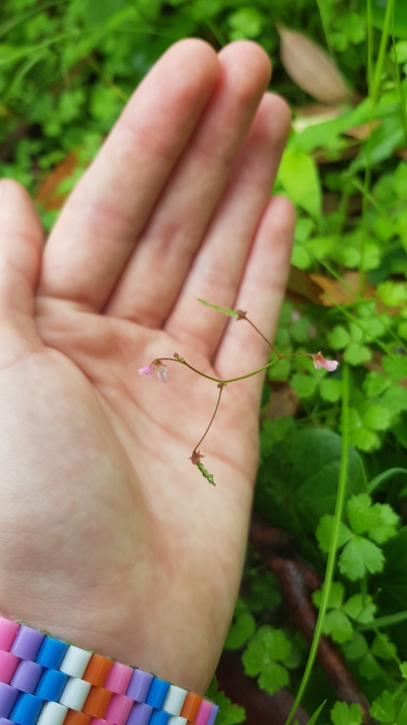 Pullenia gunnii from Long Beach NSW 2536, Australia on January 15, 2024 ...