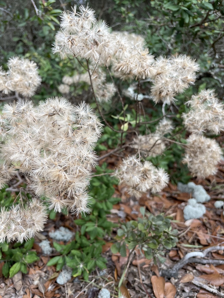 garberia in January 2024 by lillybyrd · iNaturalist