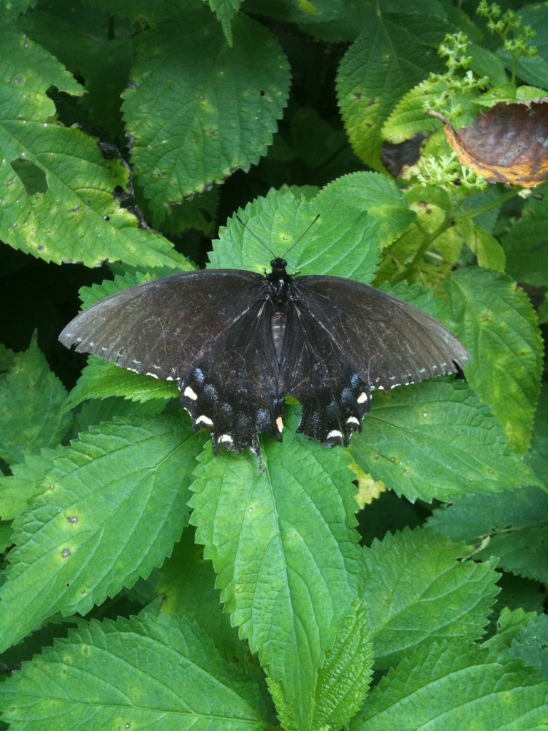 Eastern Tiger Swallowtail from Goodhue County, MN, USA on August 13 ...