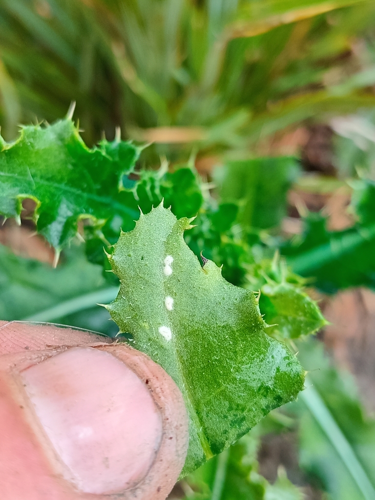 Pustula spinulosa from Hornby South, Christchurch, New Zealand on ...