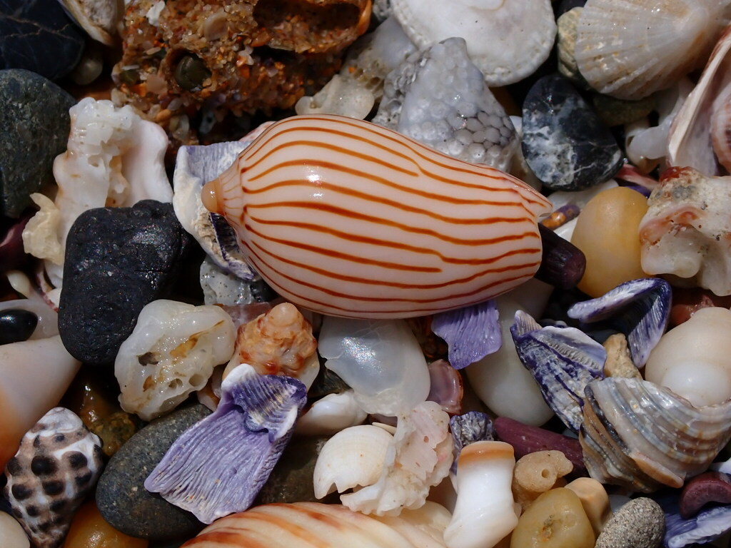 Zebra Volute from Woolgoolga NSW 2456, Australia on January 14, 2024 by ...