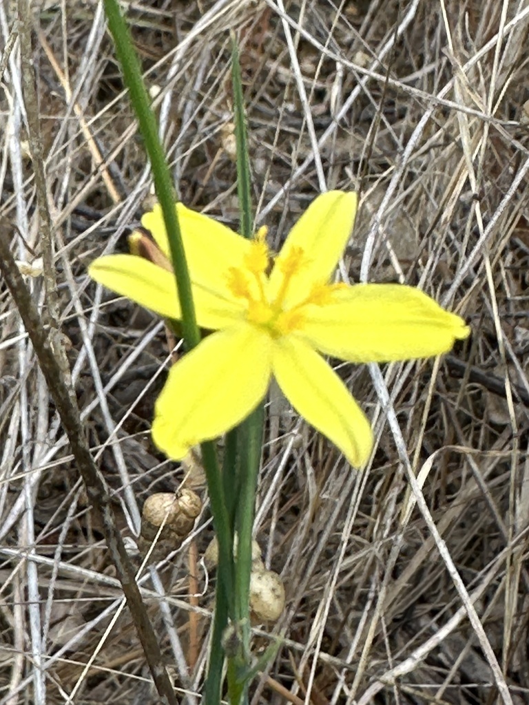 yellow rush-lily from Castlemaine Botanical Gardens, Castlemaine, VIC ...