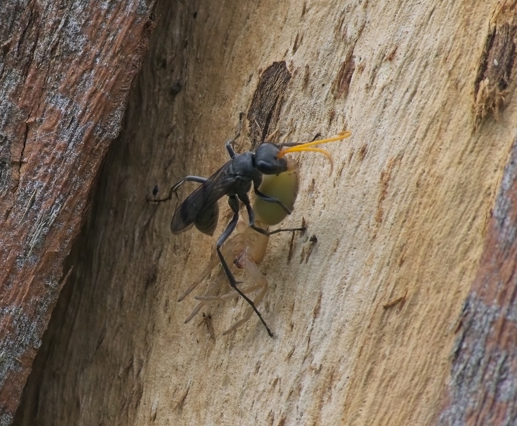 Fabriogenia from Yarra Ranges - Lilydale, Victoria, Australia on ...