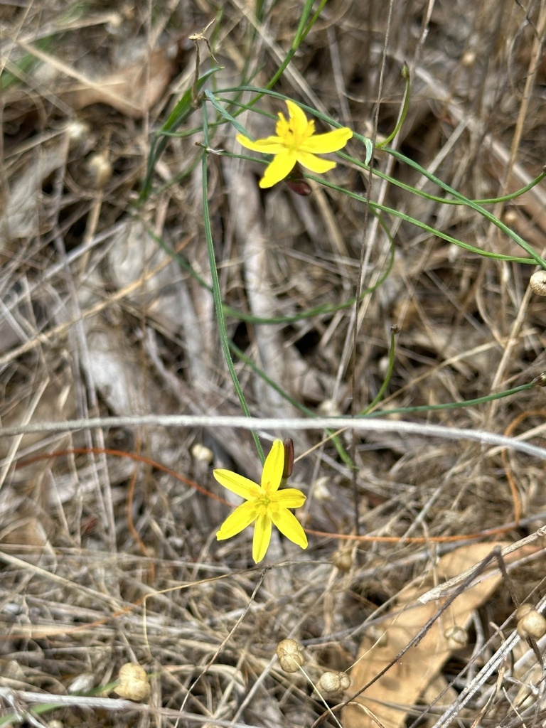 yellow rush-lily from Castlemaine Botanical Gardens, Castlemaine, VIC ...
