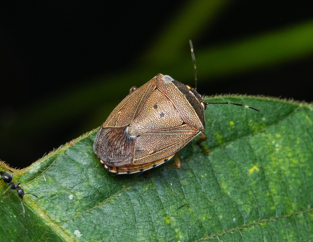 Paterculus from 中国云南省西双版纳傣族自治州勐腊县 on October 11, 2023 at 09:03 PM by ...