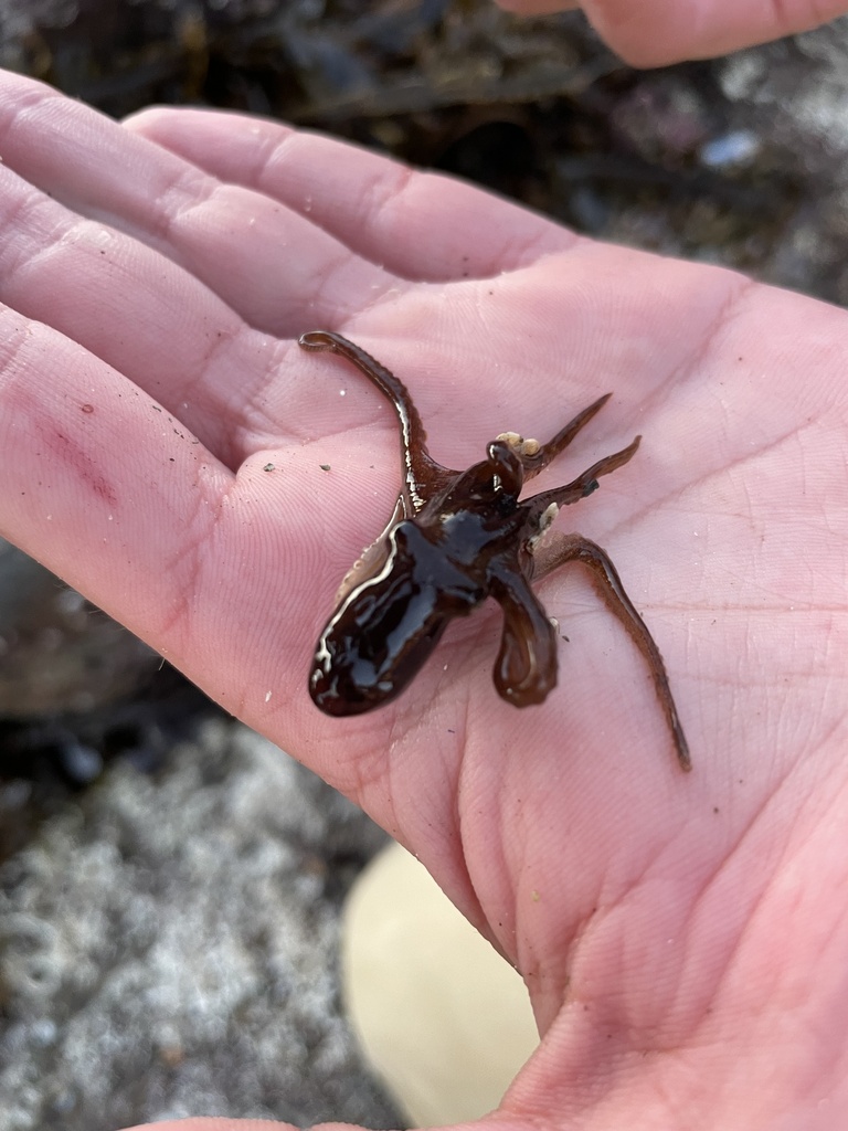 East Pacific Red Octopus from Abalone Cove, Rancho Palos Verdes, CA, US ...