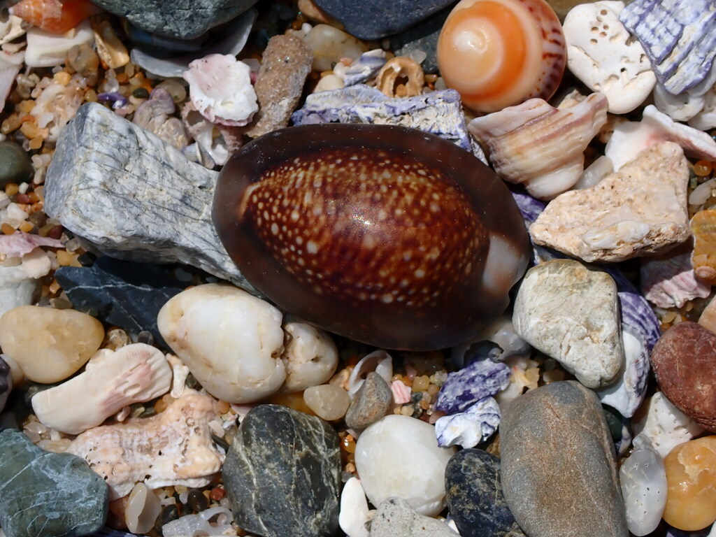 Snakehead Cowrie from Woolgoolga NSW 2456, Australia on January 14 ...