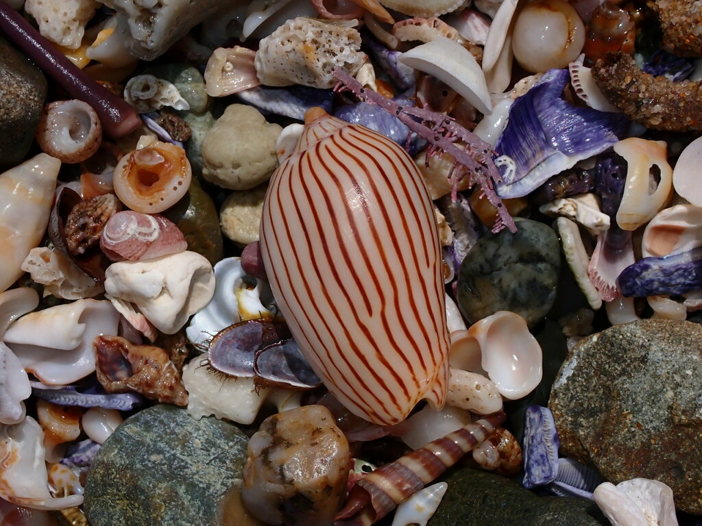 Zebra Volute from Woolgoolga NSW 2456, Australia on January 14, 2024 by ...