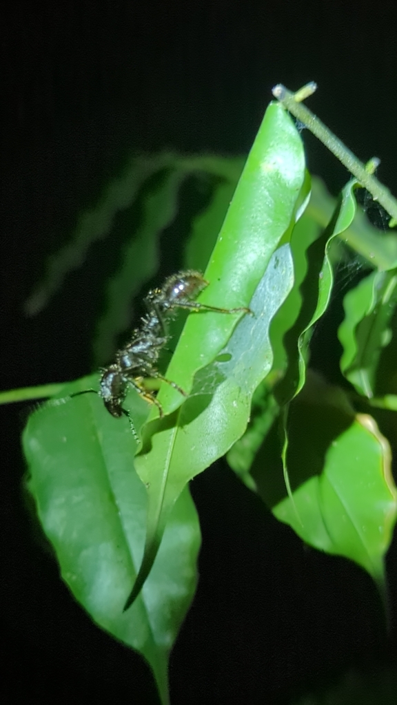 Bullet Ant from Corregimiento de Cristóbal, Provincia de Colón, Panama ...