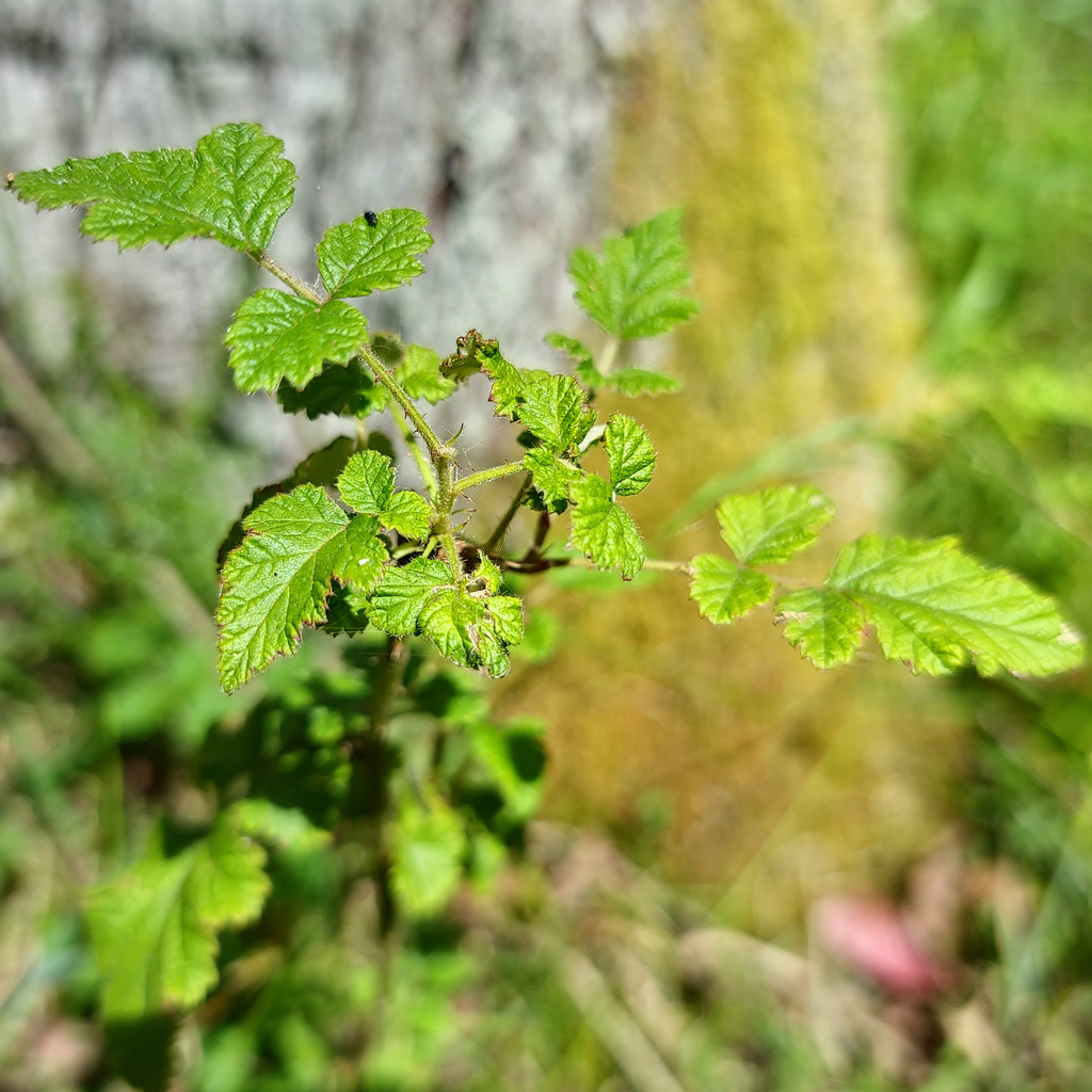 small-leaf bramble from Dargo VIC 3862, Australia on December 31, 2023 ...