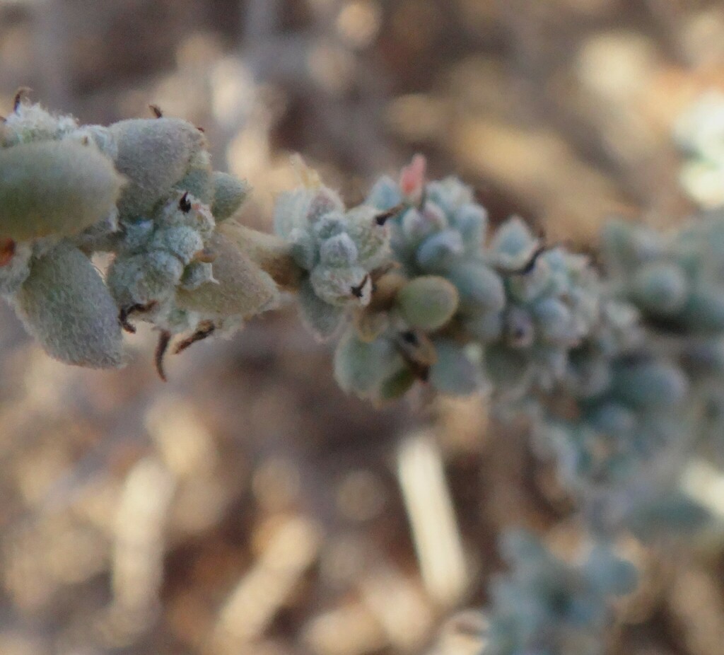 Black Bluebush from Flinders Ranges SA 5434, Australia on May 17, 2018 ...