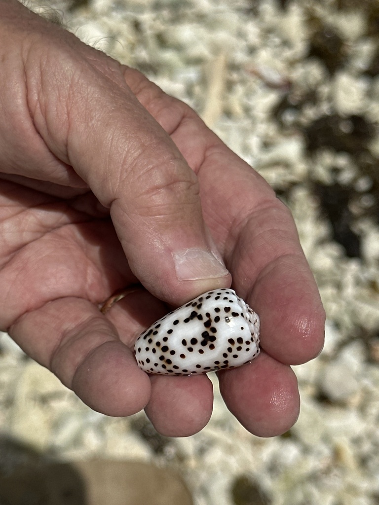 Flea-bitten Cone from Christmas Island, Line Islands, KI on January 15 ...