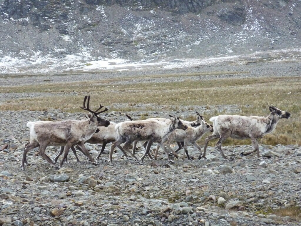 Caribou in January 2010 by jands · iNaturalist
