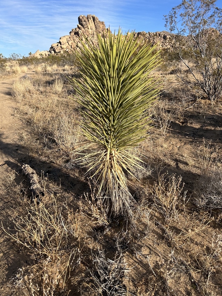 Western Joshua Tree from Joshua Tree National Park, Joshua Tree, CA, US ...