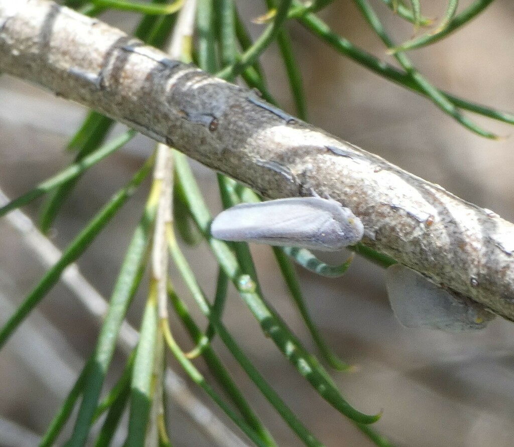 Grey planthopper from Boyd Park, Murrumbeena Victoria on January 15 ...