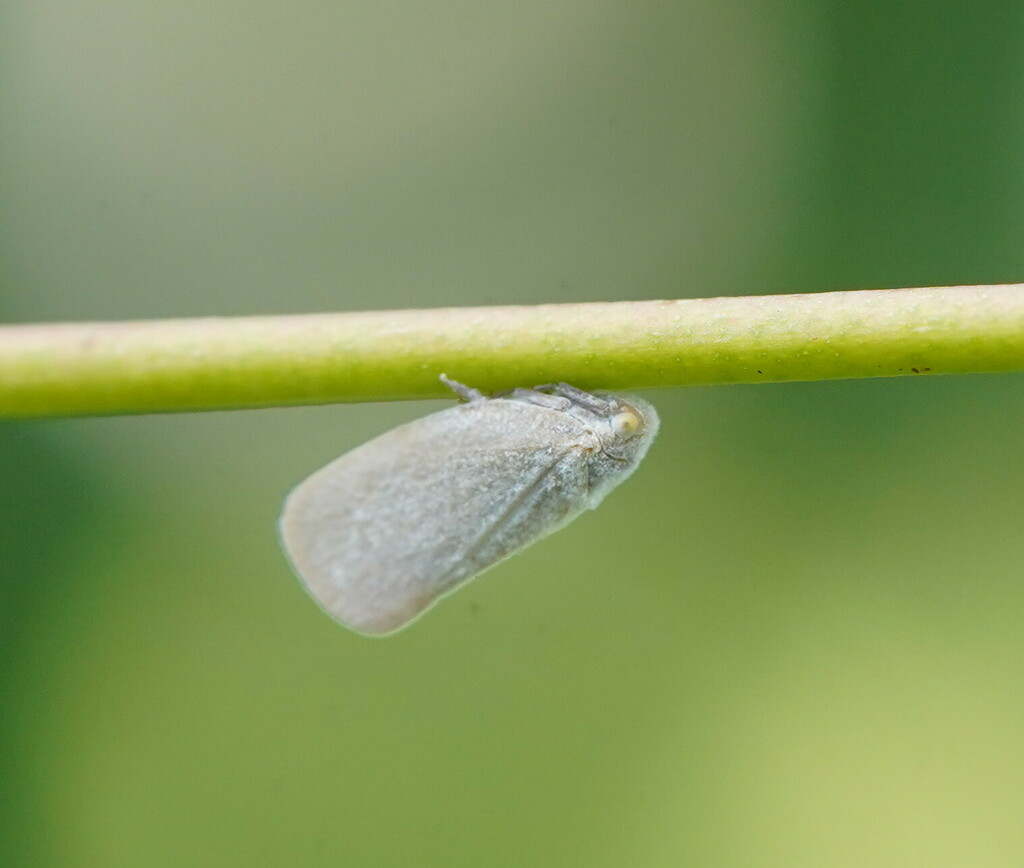 Grey planthopper from Melbourne VIC, Australia on January 15, 2024 at ...