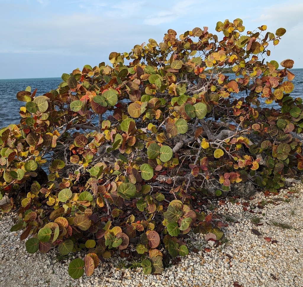 sea grape from Marathon, FL 33050, USA on January 14, 2024 at 04:14 PM ...