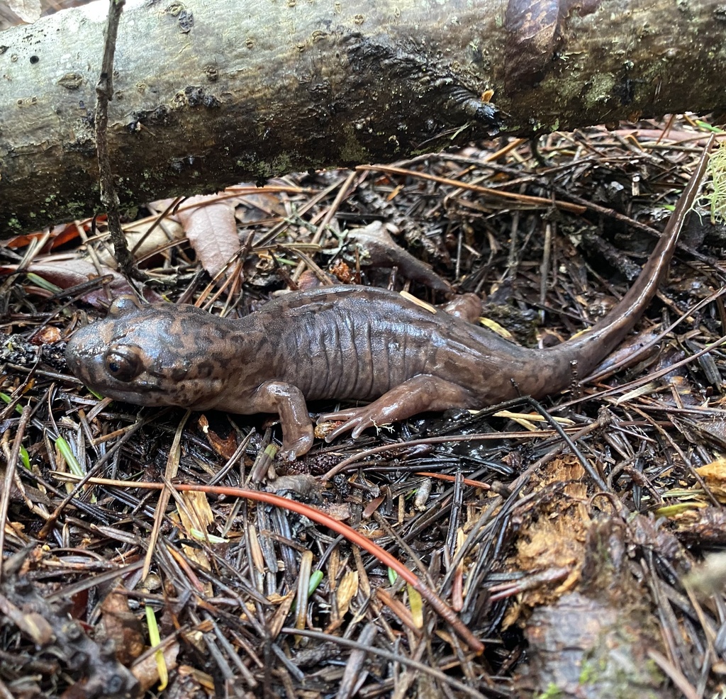 California Giant Salamander in January 2024 by Efren Chen · iNaturalist