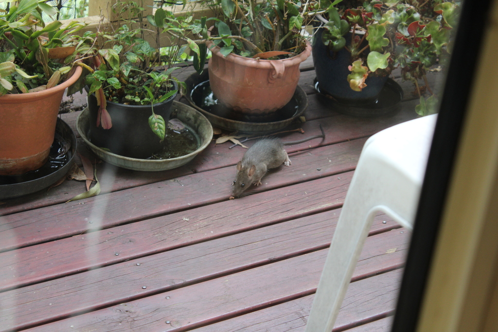 Black Rat from Smiths Lake NSW 2428, Australia on January 15, 2024 at ...